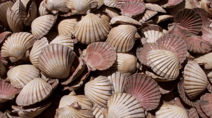 Scallop recovery in top of the south still clouded by uncertainty ...